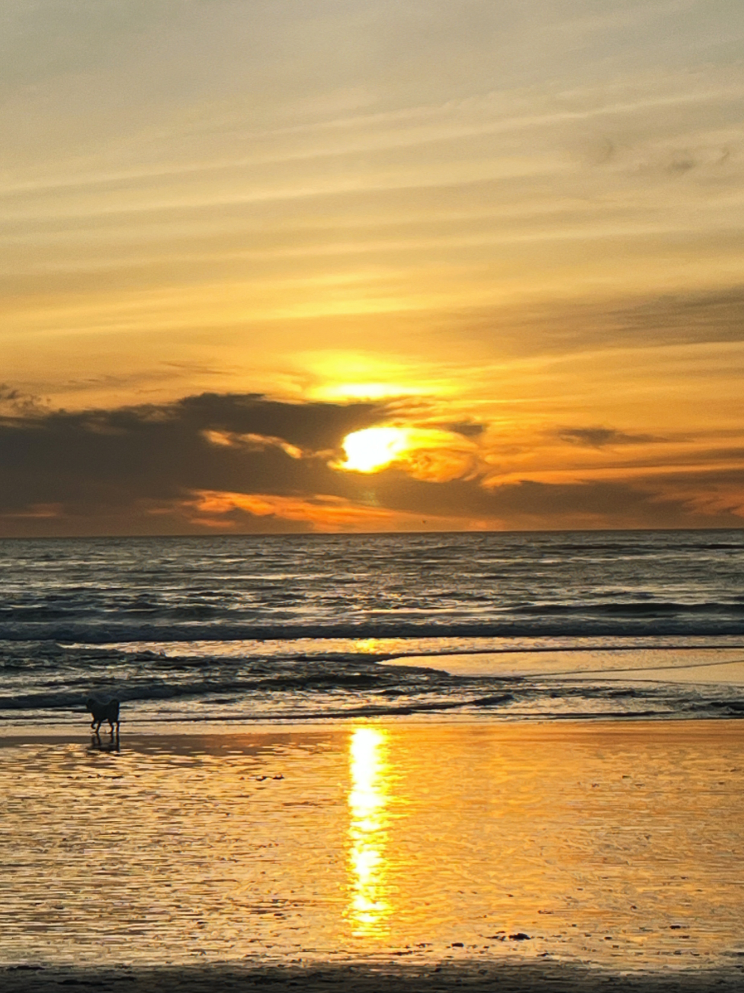 Jingyi Wang-Portfolio